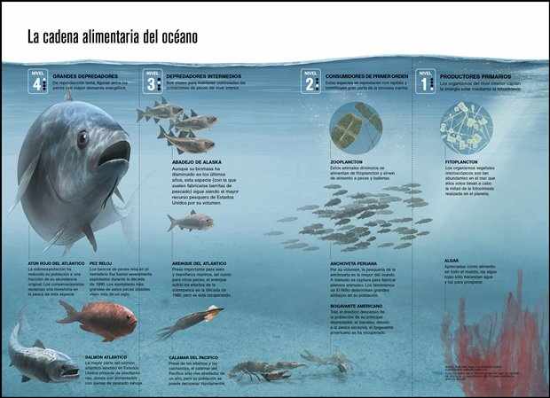 LOS OCEANOS: Cadena alimenticia en el océano
