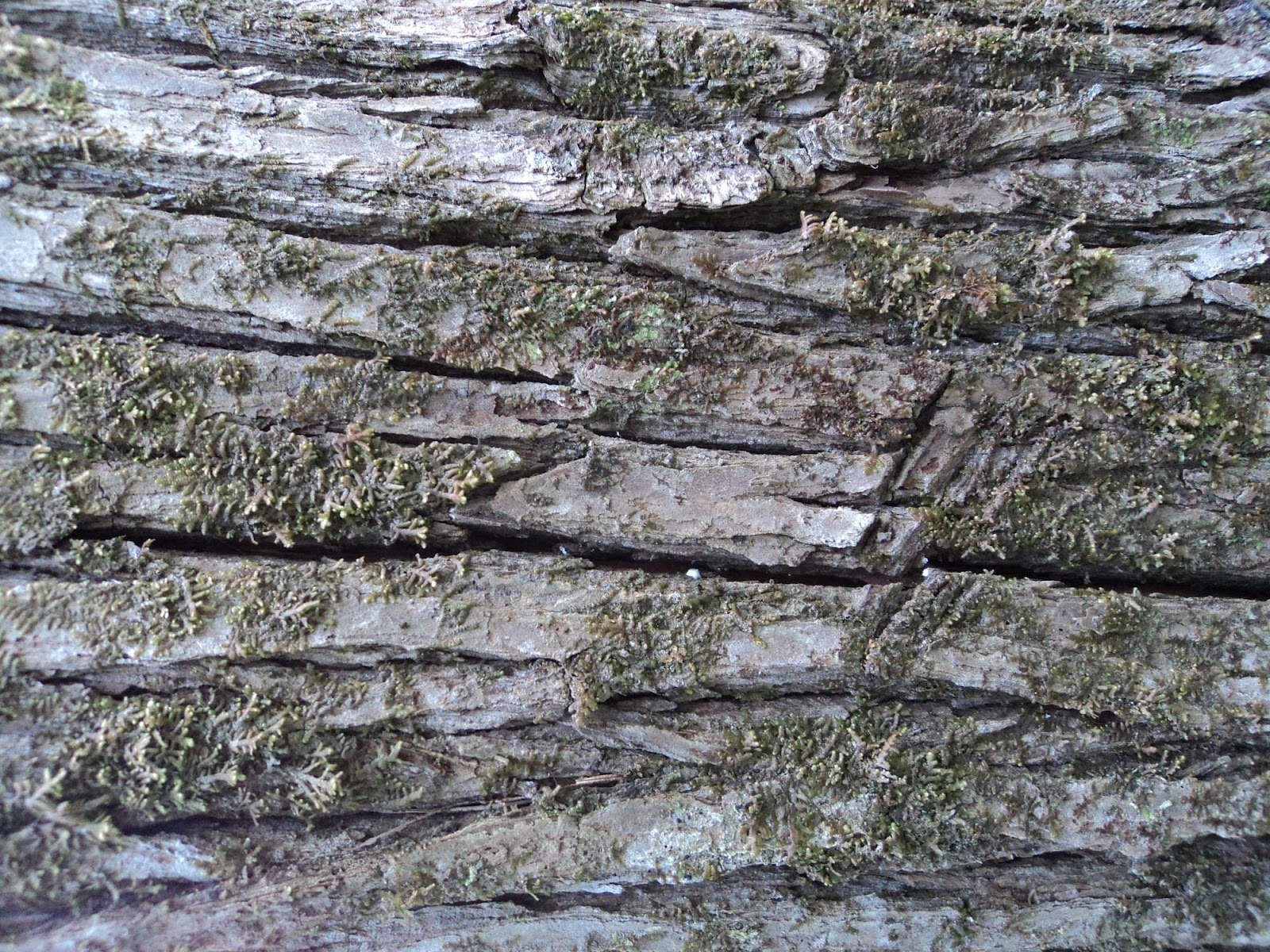 Texturas en la naturaleza