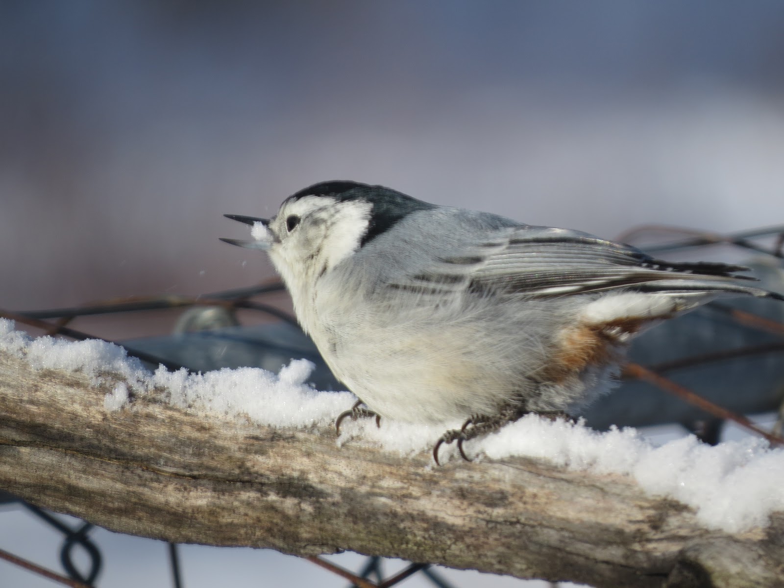 Vermont Birds and Words : Birds of the Vermont Polar Vortex - Jericho ...