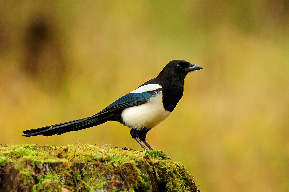 Stefan Pettersson Foto: Skator...