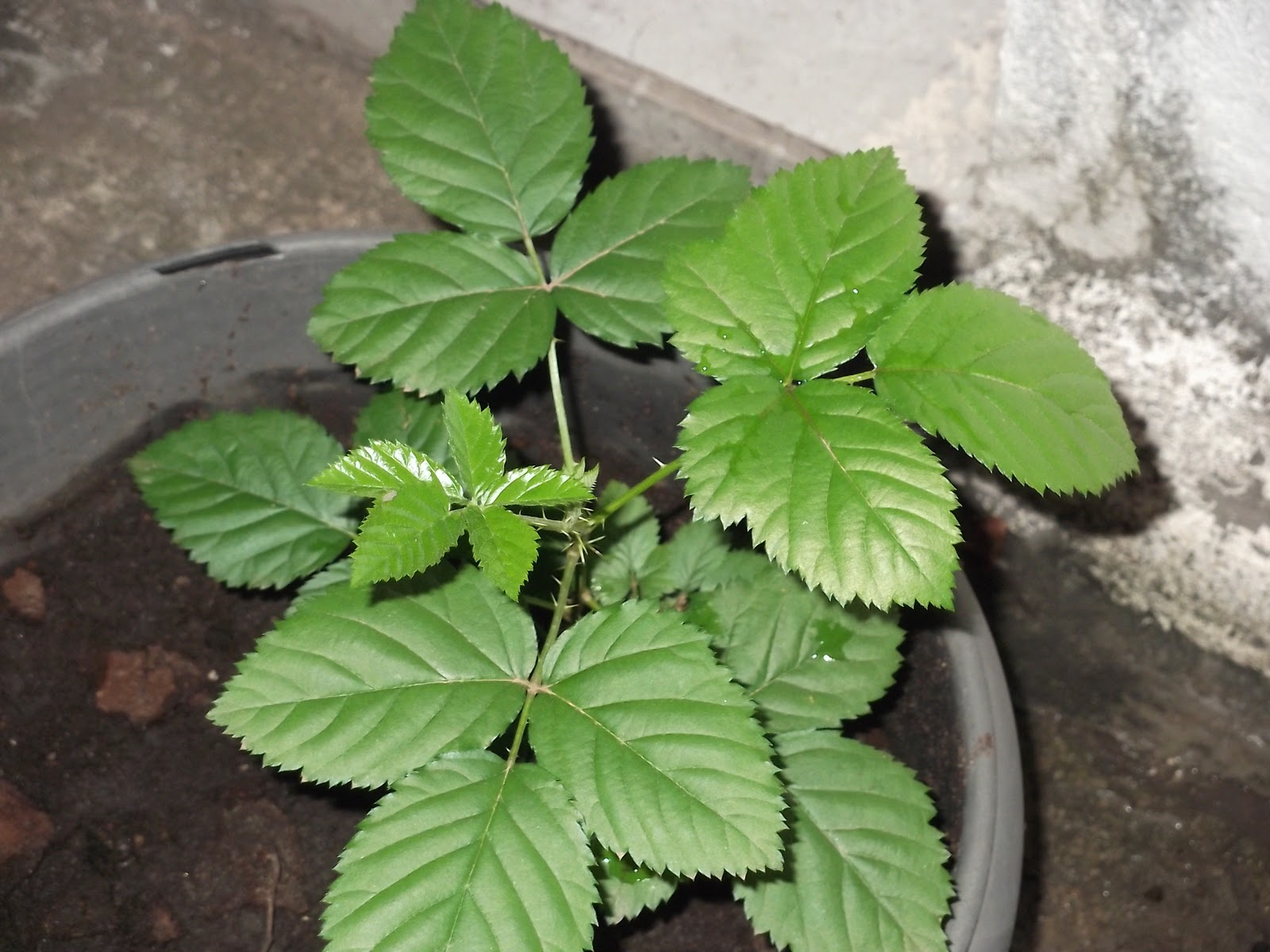 Natureza Viva: Meu pé de ...Framboesa