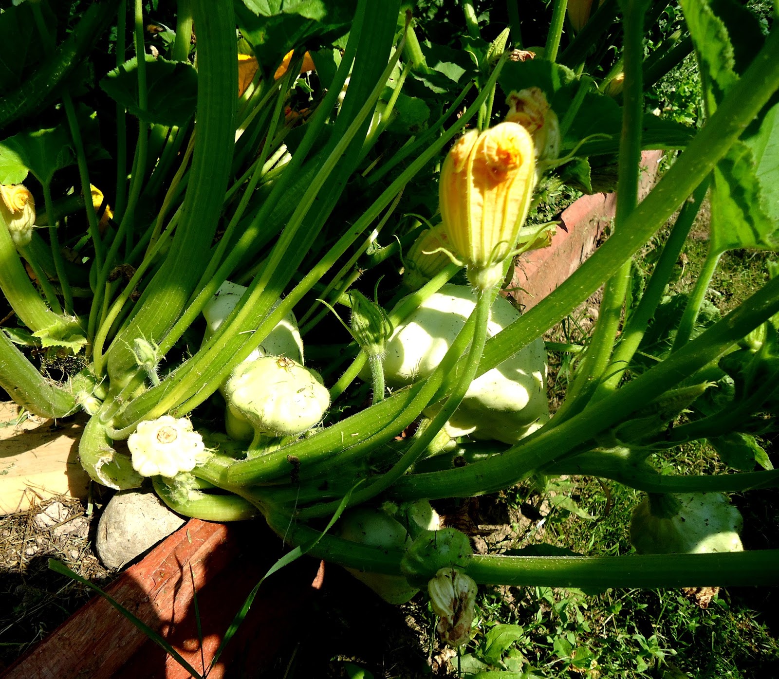 Šviesos 203: Patisonai