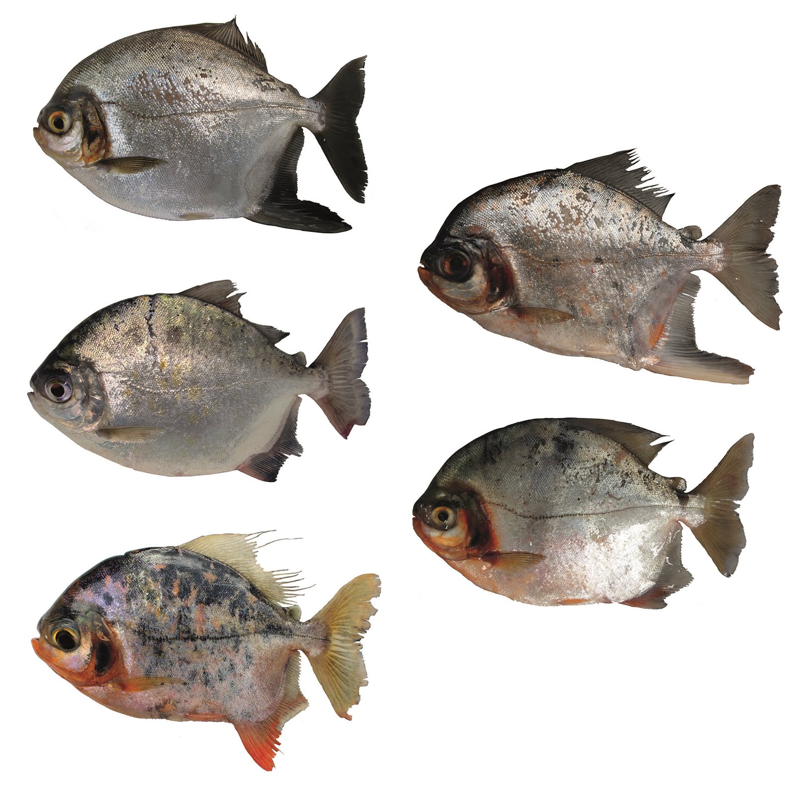 Species New to Science: [Ichthyology • 2020] Myloplus nigrolineatus ...