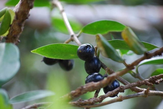 produk kesehatan murah