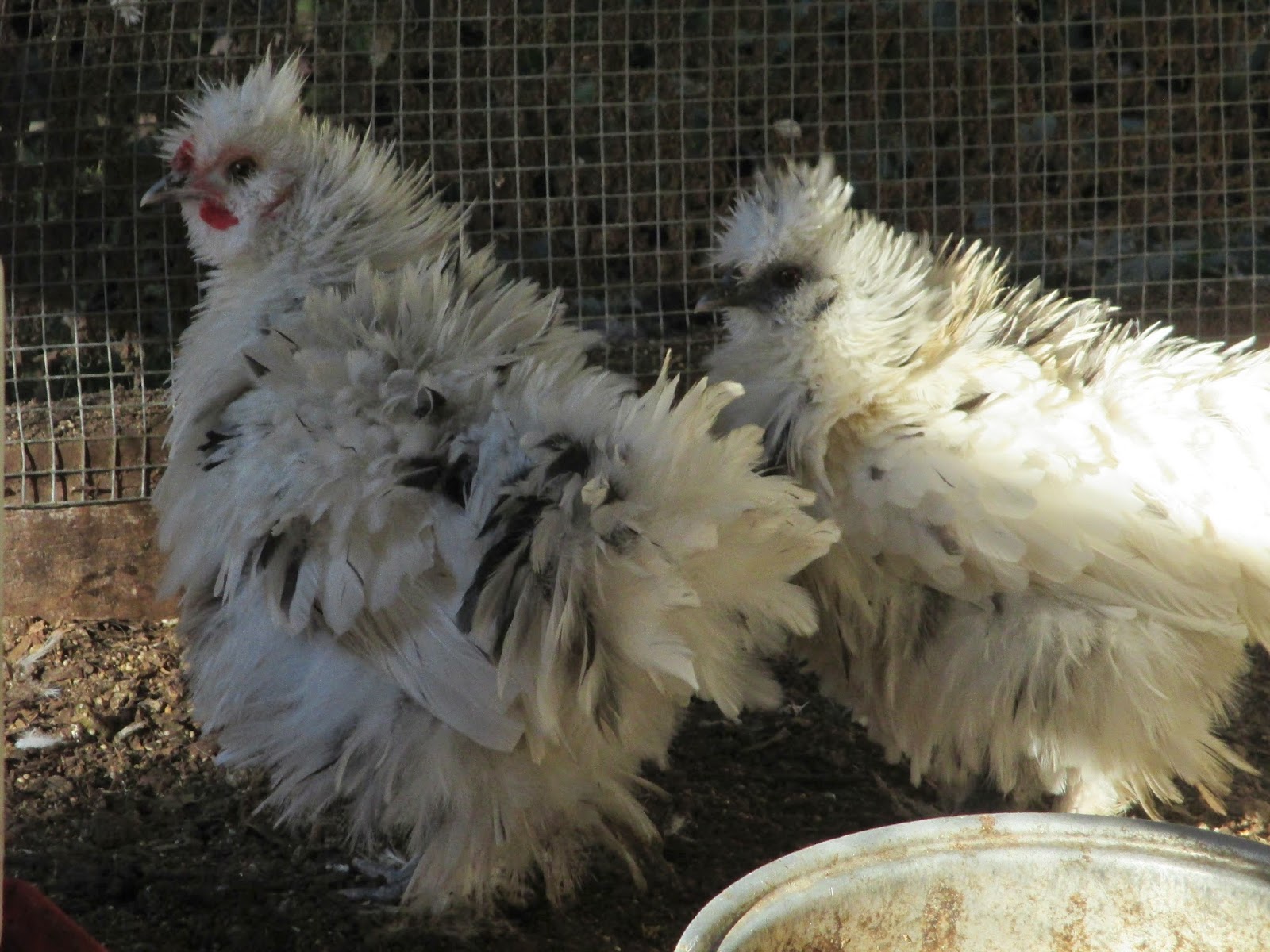 Just Chickens...: Cochins, Spotted Silkie-Cochins, and Doves