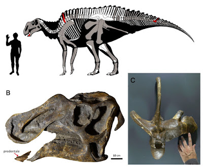 Species New to Science: May 2018