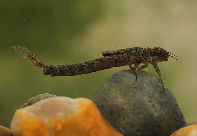 Kent Dragonflies: An Early Emerger........ I Hope Not!