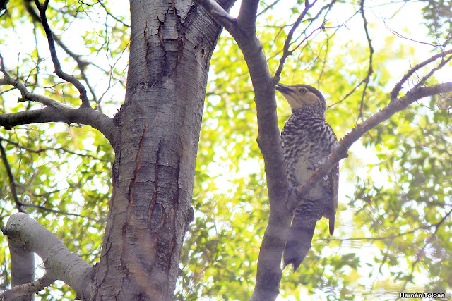 Aves en Chile: Carpintero pitío / Pitío común (Colaptes pitius)