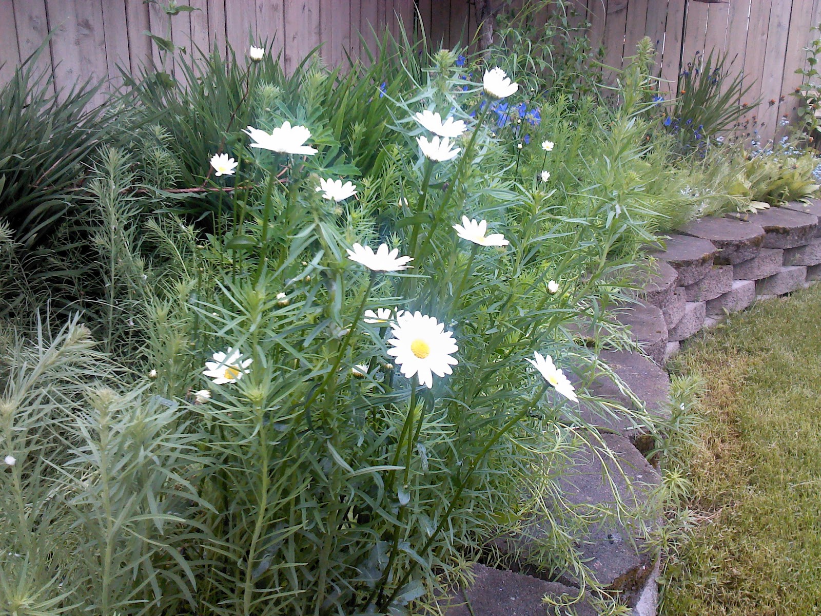How My Sister's Garden Grows in Wild Alaska - Sweet Little Bluebird
