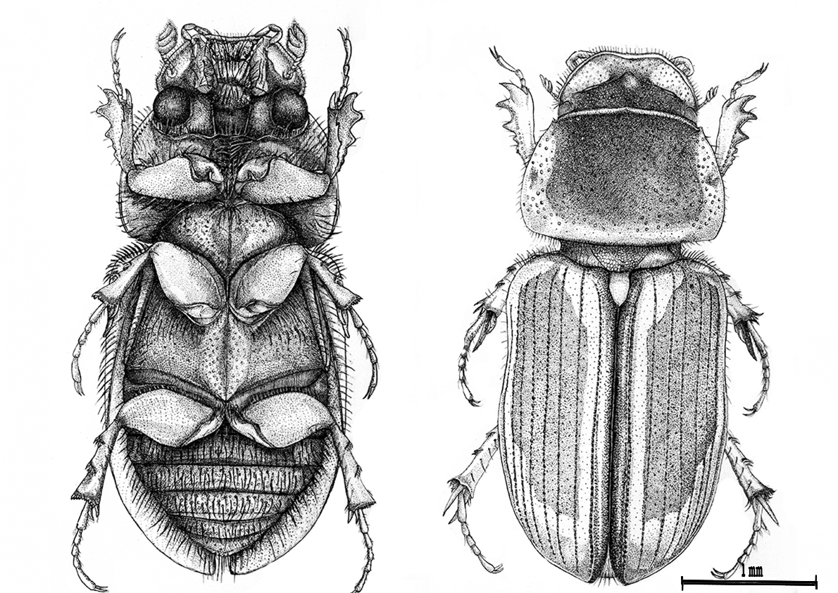 Christian Valencia Celiz - Coleoptera