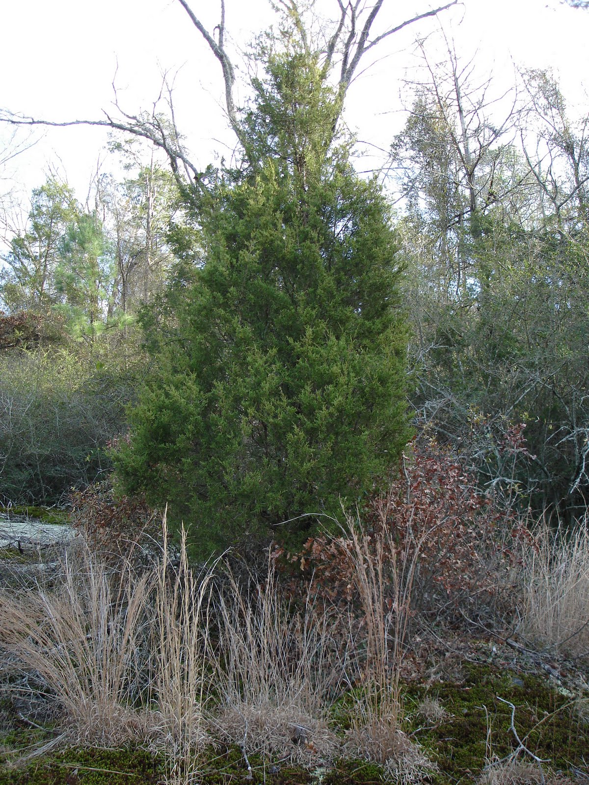 Identifying Eastern Red Cedar