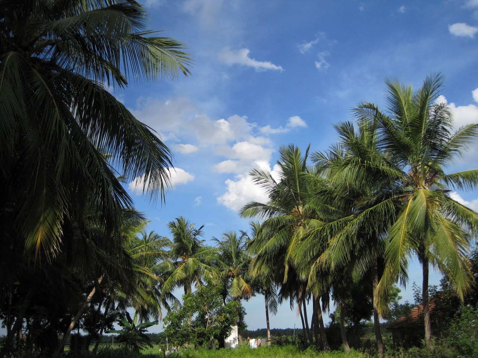 Leslie's Adventures in India: Field Visit: Sholapuram, Vadakkur, and ...