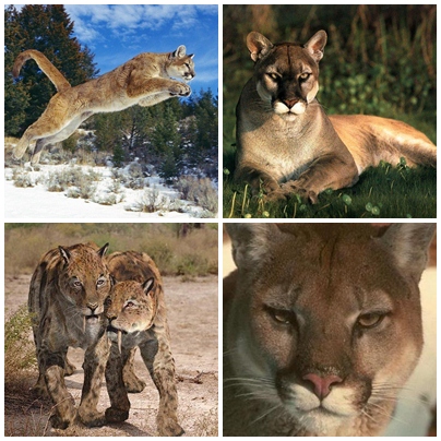 Fauna: MAMÍFEROS DE TIERRA