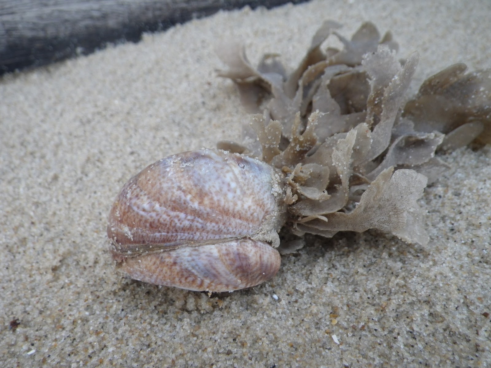 Rock Pooling: April 2013