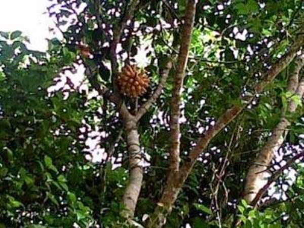 Khasiat Tanaman Obat Herbal : Pohon Jengkol Yang Berbuah Pisang