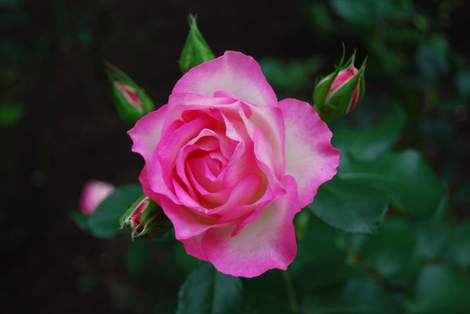 Mengenal berbagai jenis Mawar Miniatur