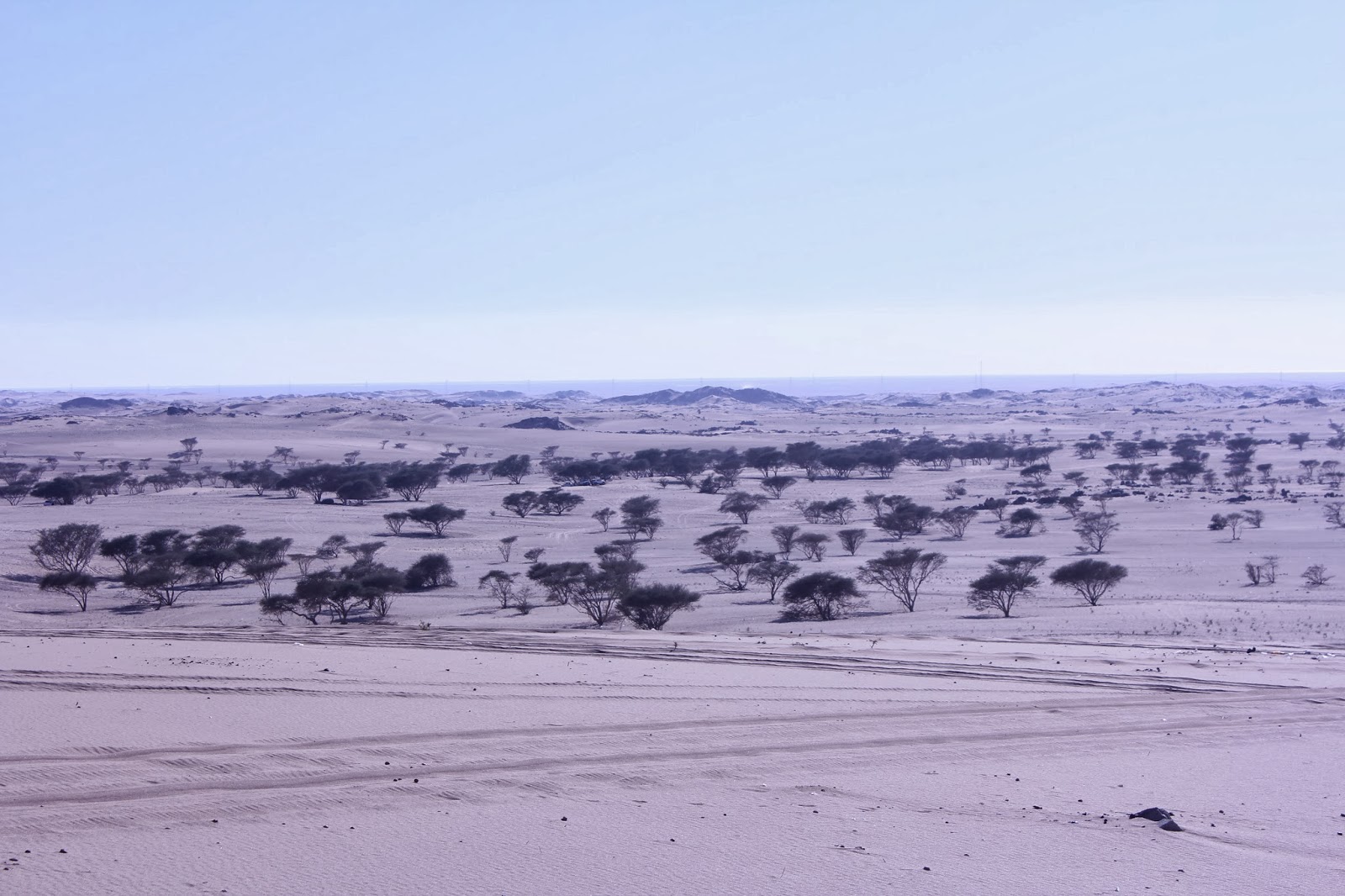 Arabian Nights : Flora and Fauna of Western Saudi Arabia