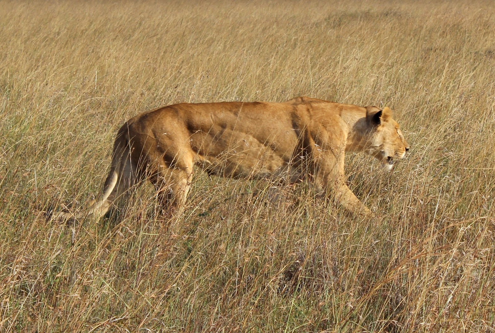 Souvenir Chronicles: AFRICA: MAASAI MARA LIONS (KENYA)