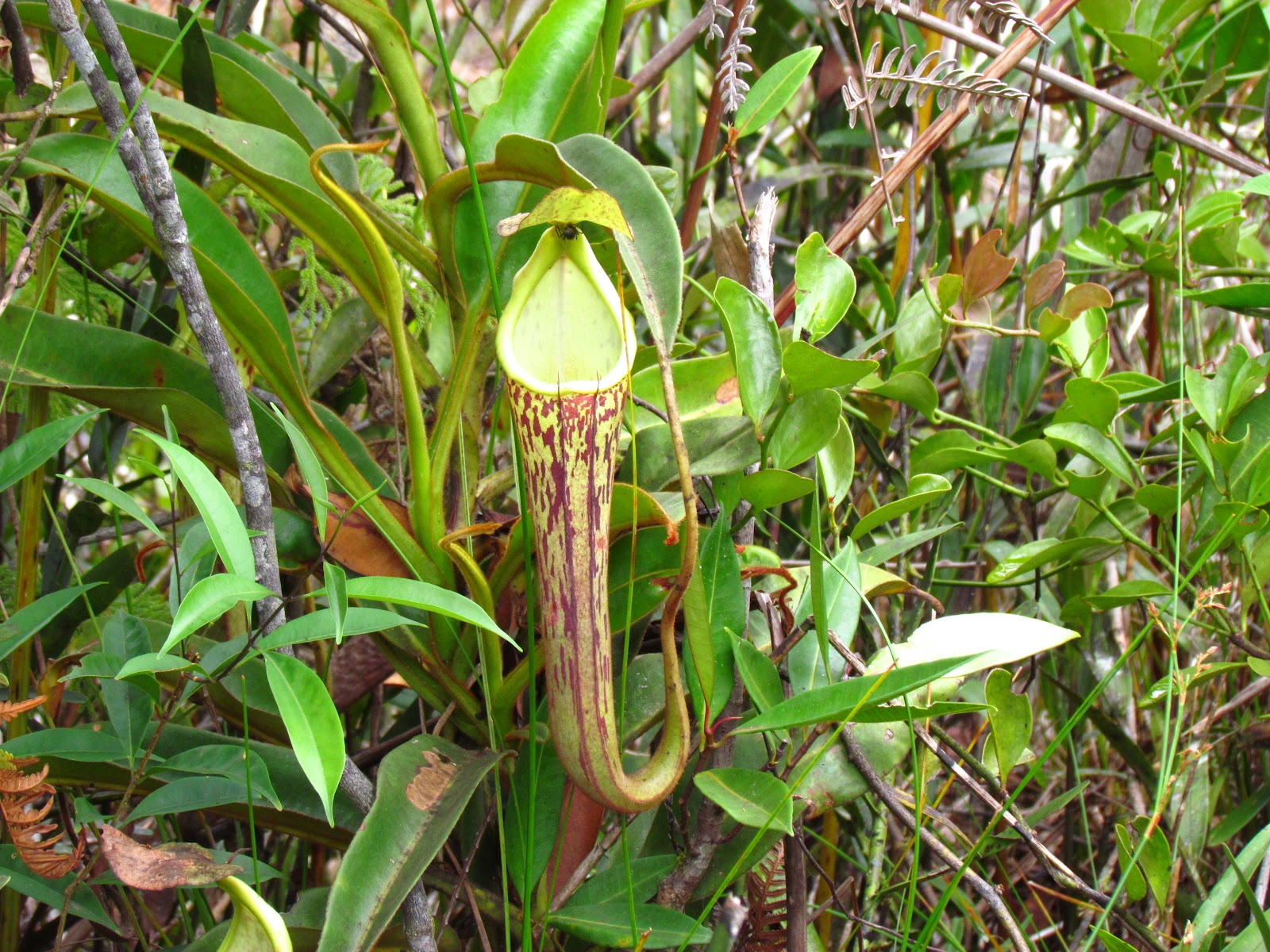 Travels with Kylie: Loving Pa Lungan, Bario, Malaysia