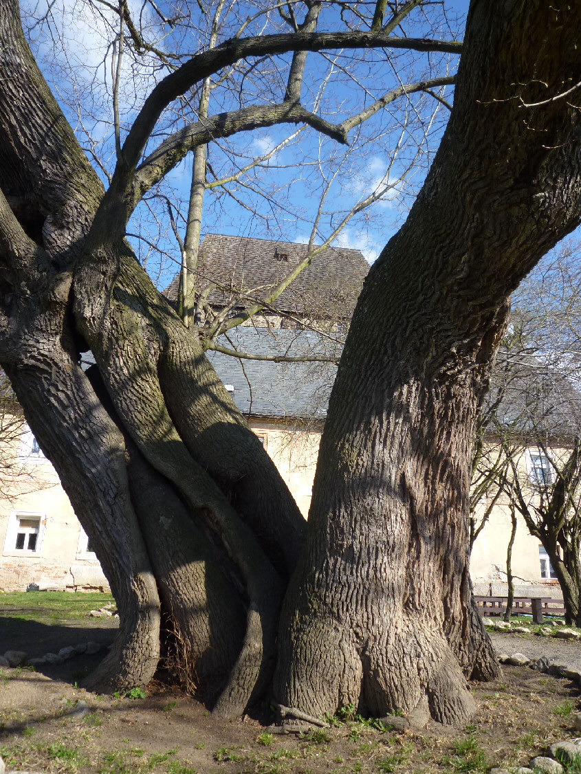 Oldest Trees Najstarsze Drzewa: Lipa dla Lancelota / Lime for Lancelot