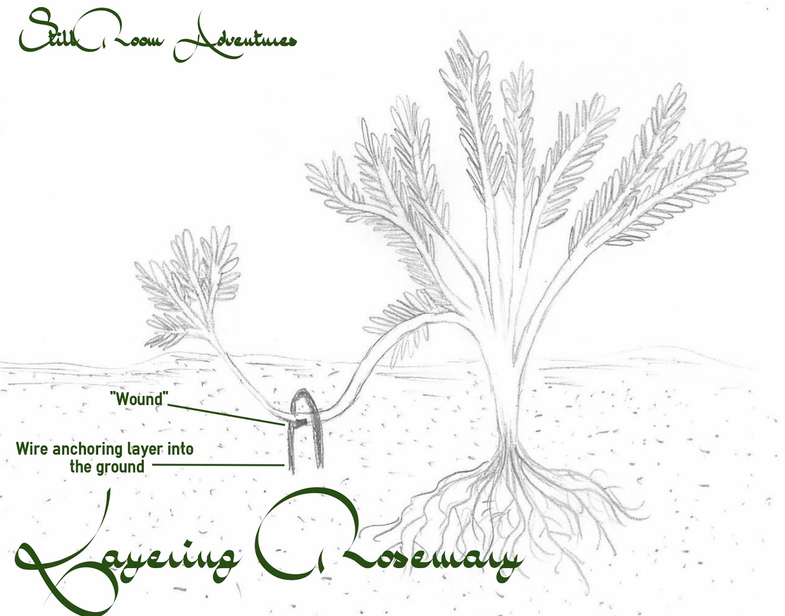 Rosemary--The Ultimate Guide