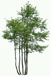 Kumpulan mentahan picsay pro dan pixellab keren | Zuhaery