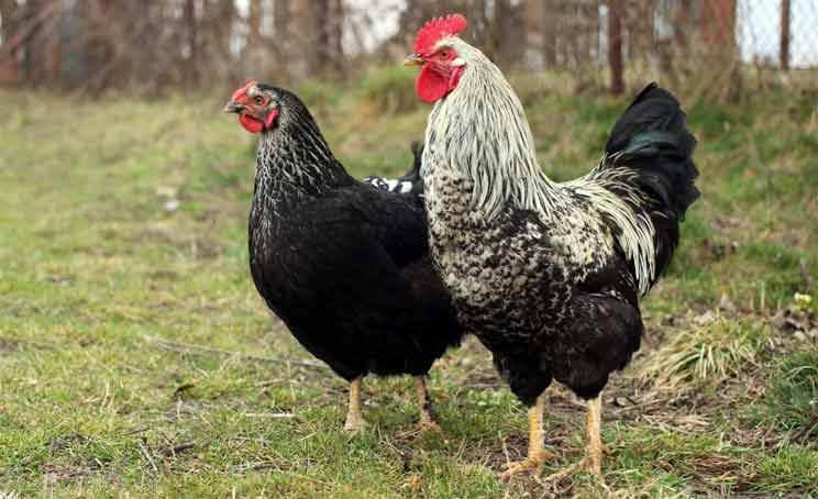 19 Fakta Menakjubkan Tentang Ayam - MITOS DUNIA