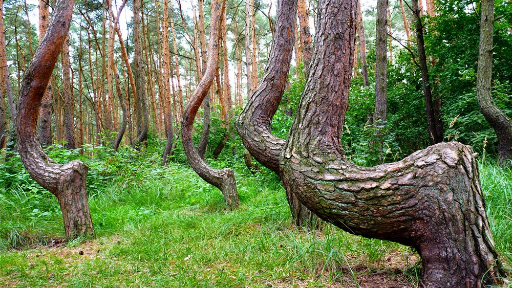 Dream Walker: Crooked Forest | Strange Forest in Poland