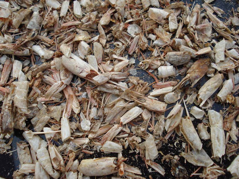 Dhaka ChemieTechs: Dried Shrimp Shell