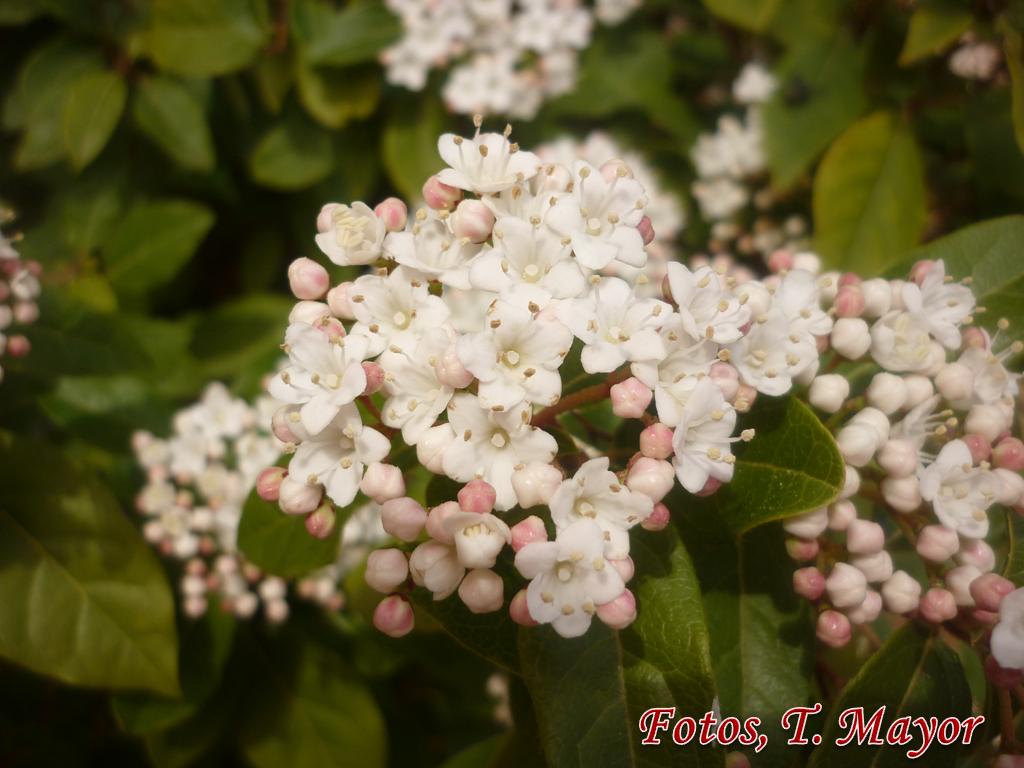 Flores y plantas silvestres: " Vibornum tinus ". Durillo, Laurentina ...