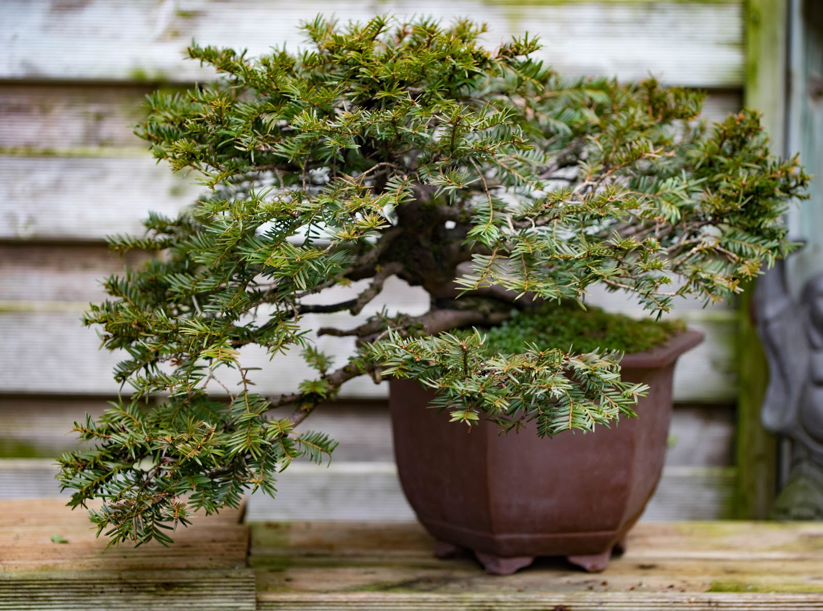 EDBONSAI.blog: Semi cascade taxus
