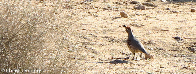 Squirrel's View: Joshua Tree National Park - birds and critters