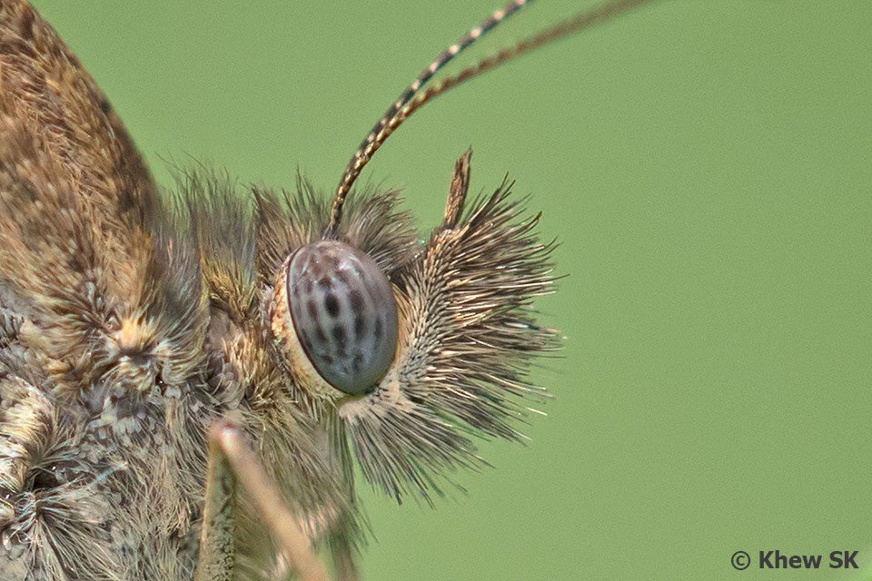 Butterflies of Singapore: The Butterfly Labial Palps
