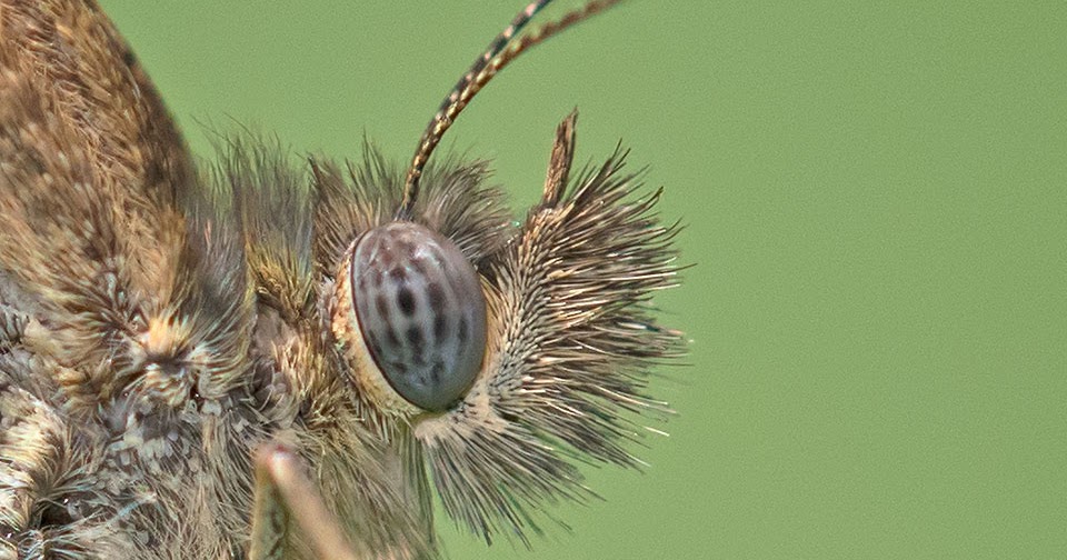 Butterflies of Singapore: The Butterfly Labial Palps