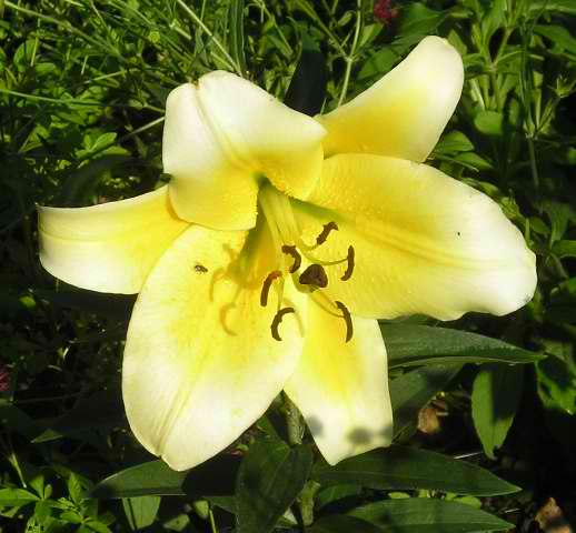 Bedok Flower Shop's Online BlogShop: With Class & Elegance: Lilies