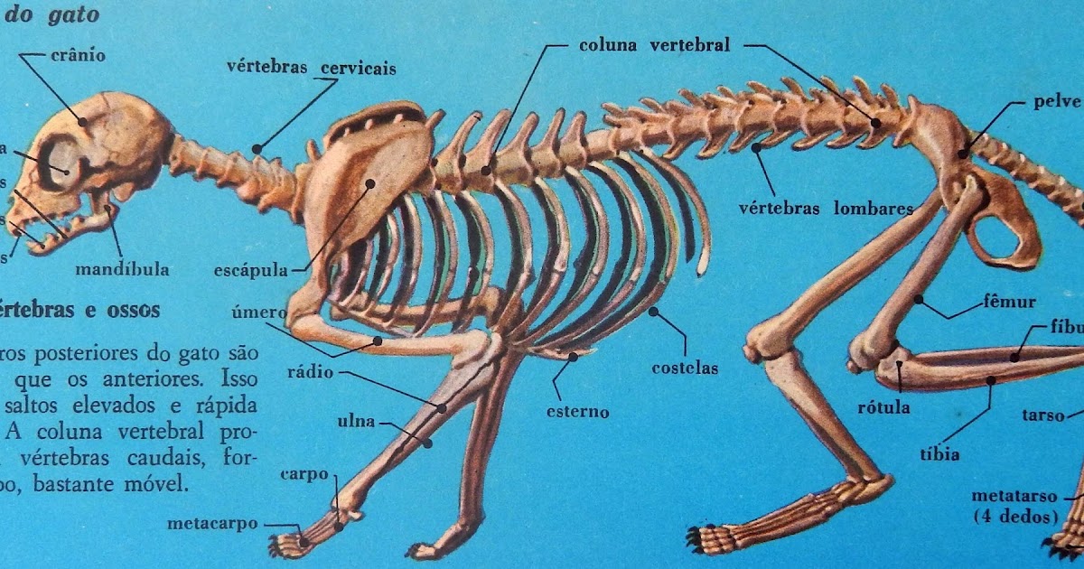 Esqueleto do gato