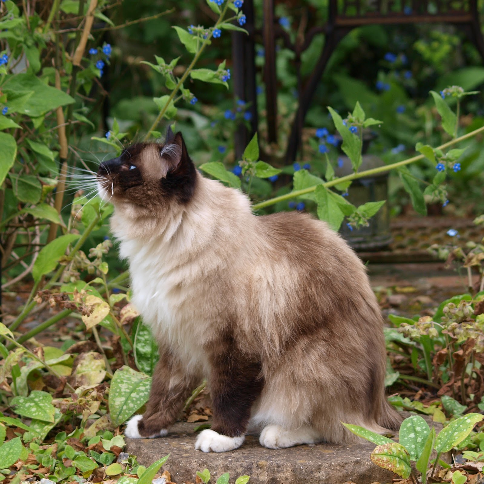 Tz Katz Adult Ragdoll Cats for Rehoming: Hendrix AKA Tinker!