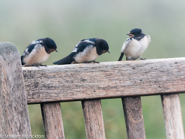 Paying Ready Attention - Photo Gallery: Wild Bird Wednesday 264 - Barn ...