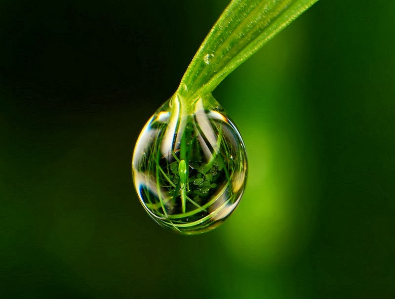Awsome Pics: 4. Dew Drops on Leaves
