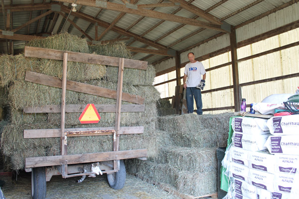 Antiquity Oaks: Hay, hay, hay!