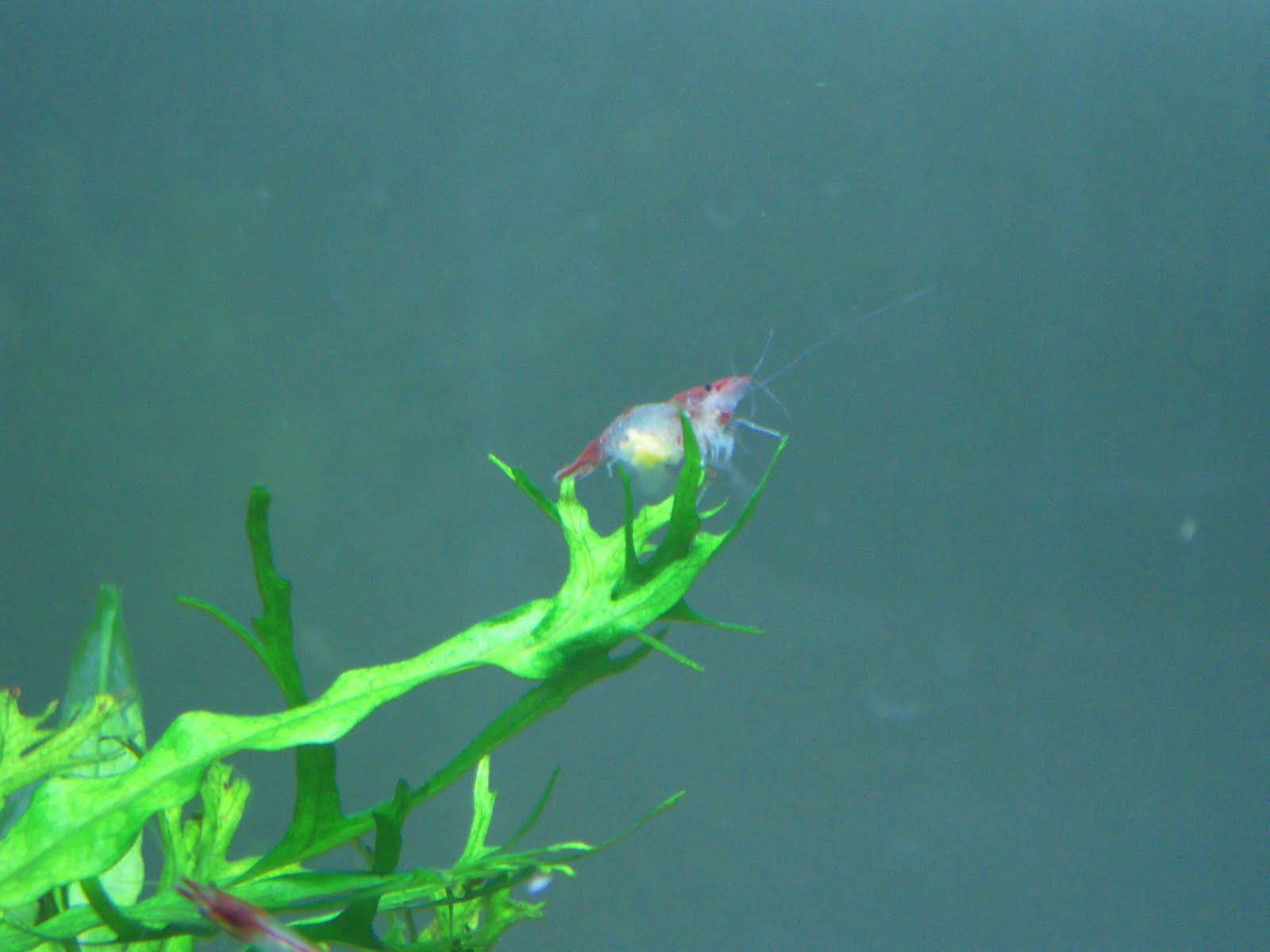 Crystal Red Shrimp: ABOUT Rili