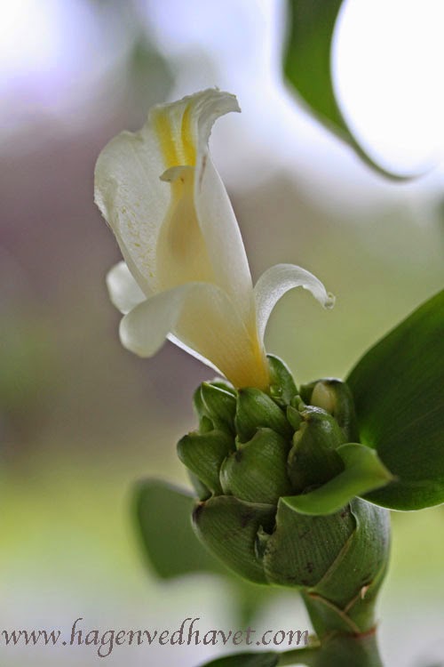 Hagen ved havet: Crepe Ginger ( Cheilocostus speciosus )