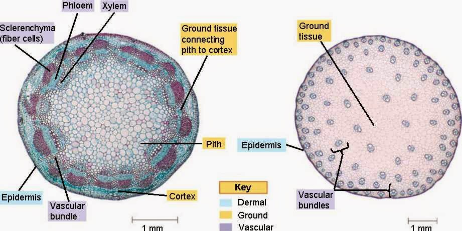 Biology Club: โครงสร้างภายในของลำต้นพืชใบเลี้ยงคู่และใบเลี้ยงเดี่ยว