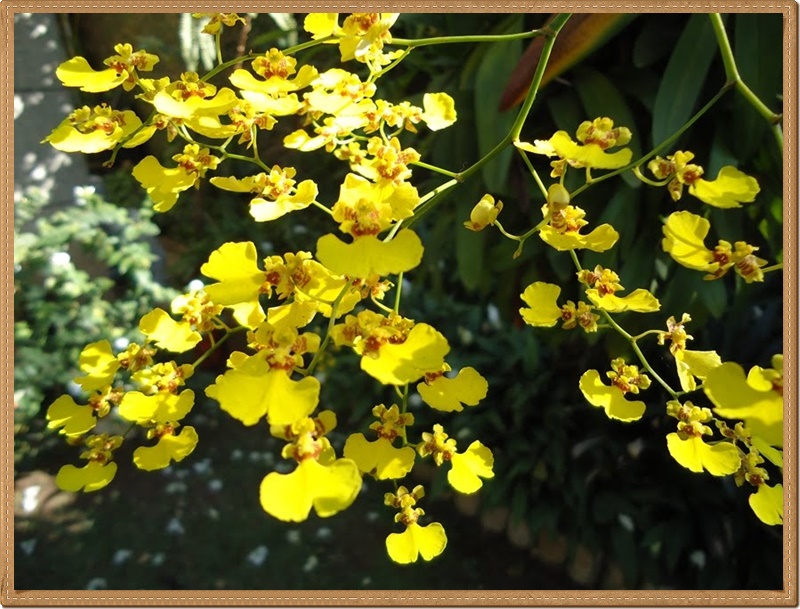 CHUVA-DE-OURO(Oncidium sp)