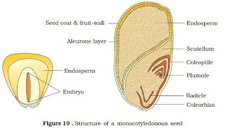 BIOLOGY LECTURE ON SEEDS