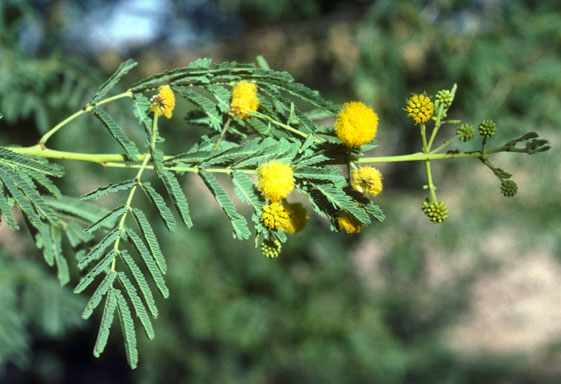 Babool - Acacia nilotica