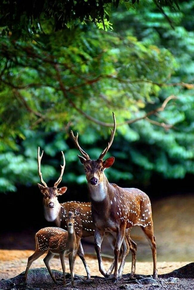 Beautiful deer