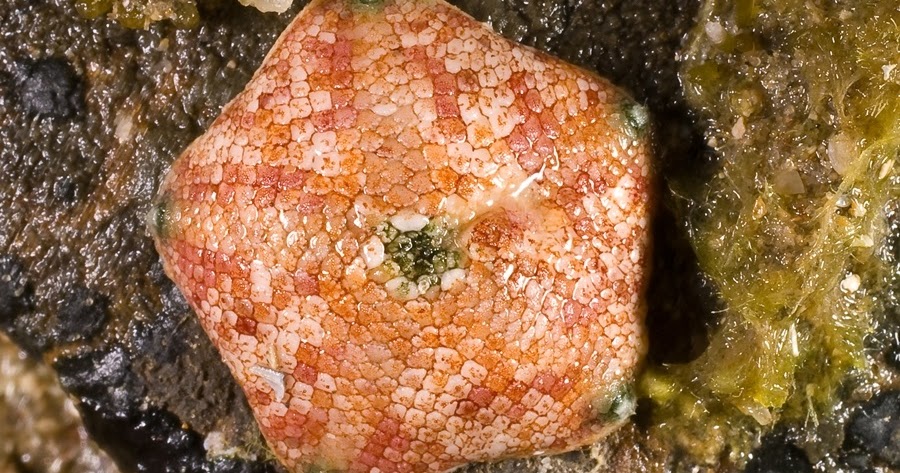 Variety of Life: Asterinidae