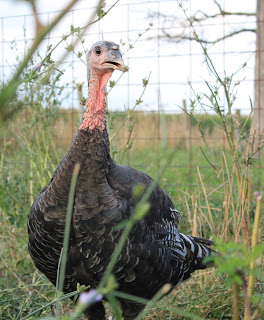 Antiquity Oaks: August 2013