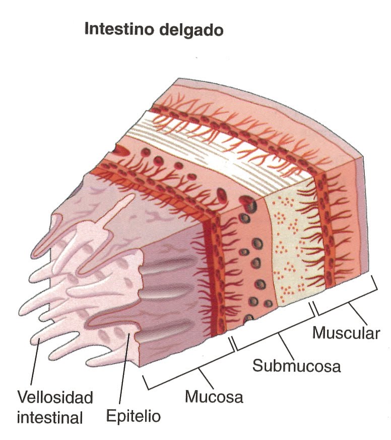 TEMA 6 :Función de nutrición: Art 9 :imagenes del intestino grueso ...